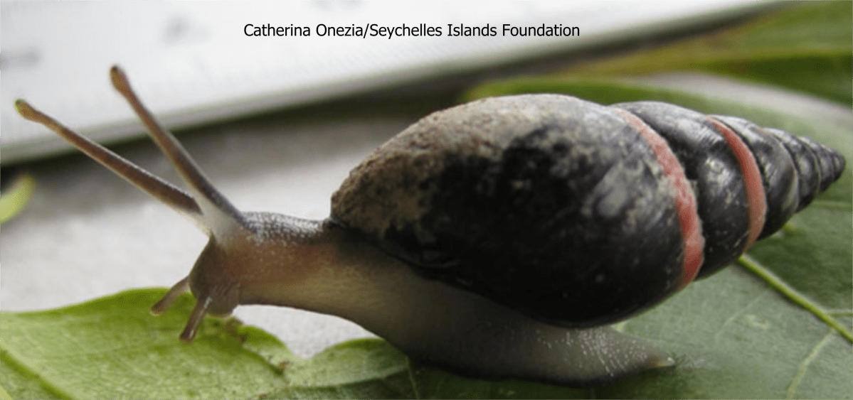 The Lazarus Snail’s Tale – Climate Scepticism